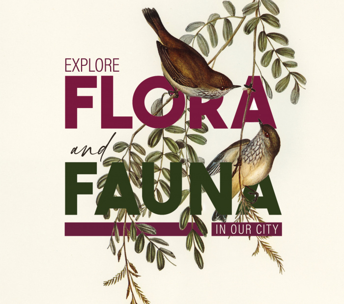Explore Fauna and Flora in our City | City of Norwood Payneham & St Peters